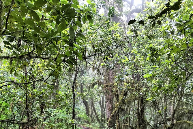 Anaga Total: Adventure between Forests, Summits and Sea. - FAQ about Anaga Total