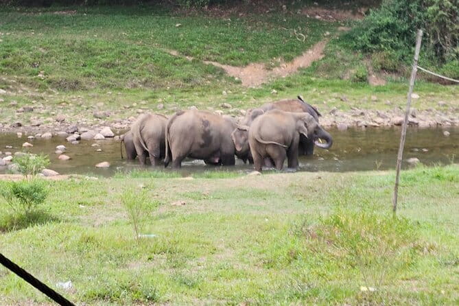 Anakkulam Wild Elephant Visiting(Jeep tour) - Who Will Love This Tour?