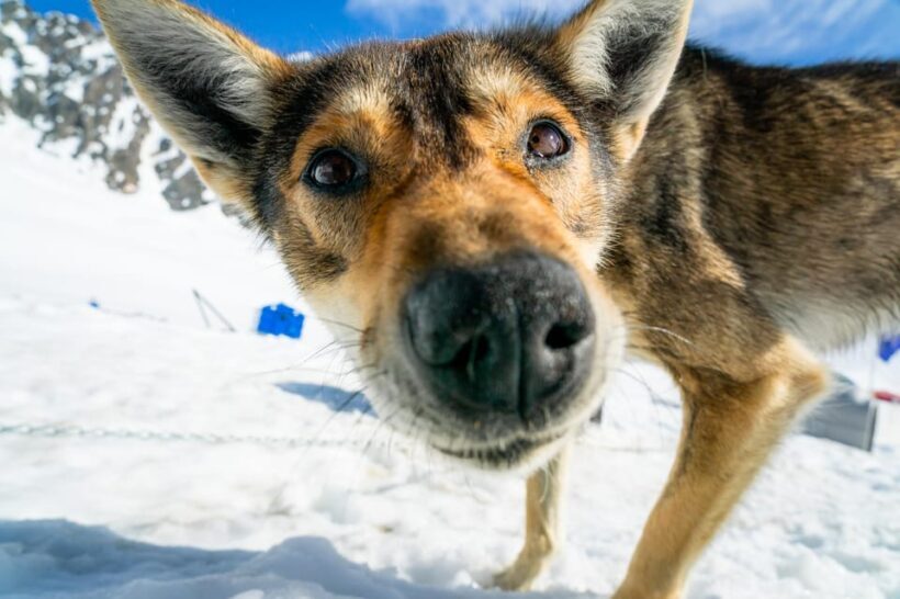 Anchorage Area: Helicopter and Glacier Dogsled Tour - The Sum Up: Is This Tour Worth It?