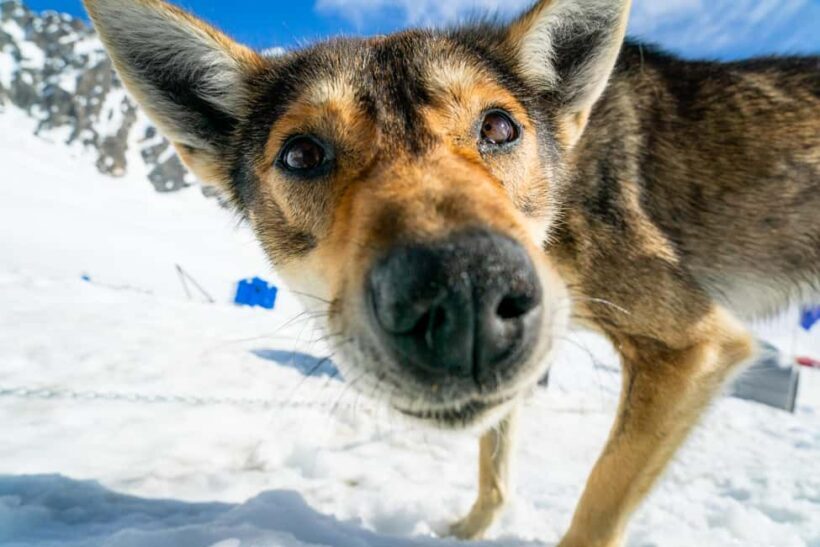 Anchorage Area: Helicopter and Glacier Dogsled Tour - FAQ
