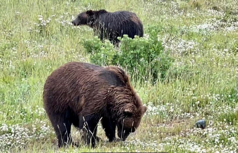 Anchorage: Bears, Beers, and Glacier Tour - Key Points