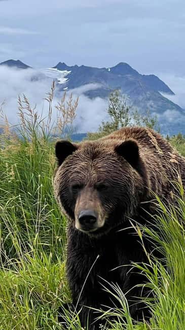 Anchorage: Bears, Beers, and Glacier Tour - What the Tour Includes and Its Overall Value