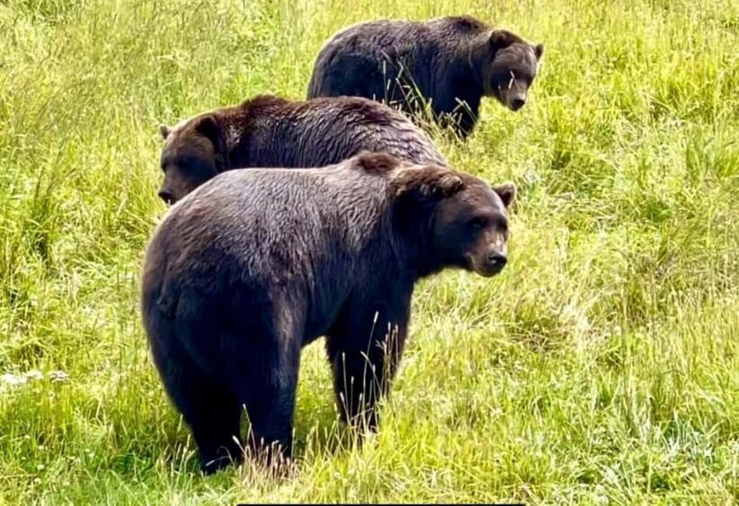 Anchorage: Bears, Beers, and Glacier Tour - What Travelers Say