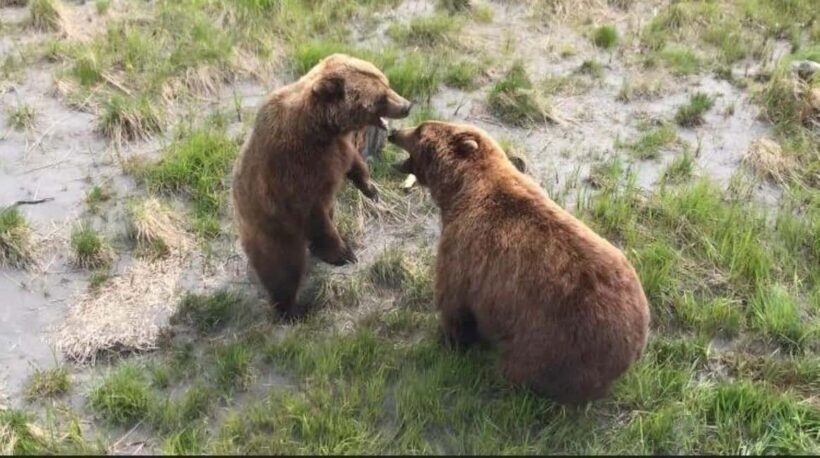 Anchorage: Bears, Beers, and Glacier Tour - Practical Tips for Participants