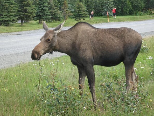 Anchorage City Tour w/ Taste of Wild Smoked Salmon & Reindeer Sausage - Exploring the Itinerary in Detail