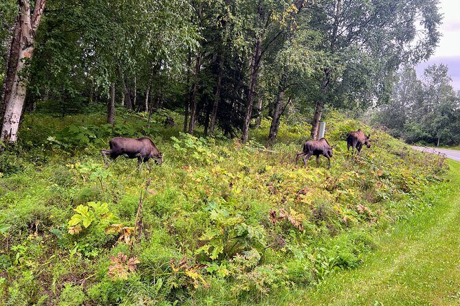 Anchorage Greenbelt Bike Tour - What Makes This Tour Special?