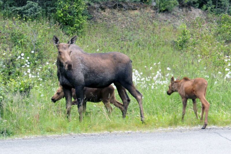 Anchorage: Guided Food and Sightseeing Tour by Van - FAQs