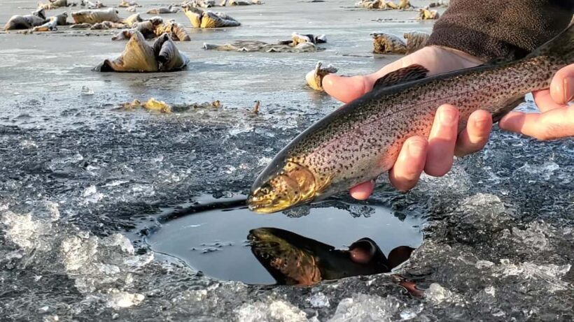 Anchorage: Ice Fishing Trip With Transportation - Frequently Asked Questions