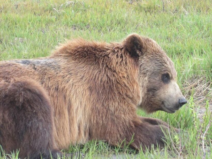 Anchorage: Portage Glacier and Wildlife Explorer Cruise - Key Points