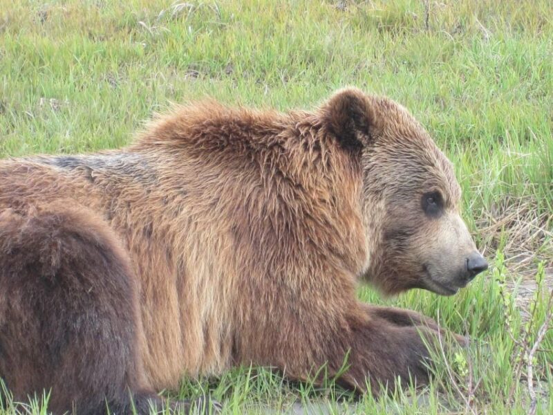 Anchorage: Portage Glacier and Wildlife Explorer Cruise - The Experience and Its Value