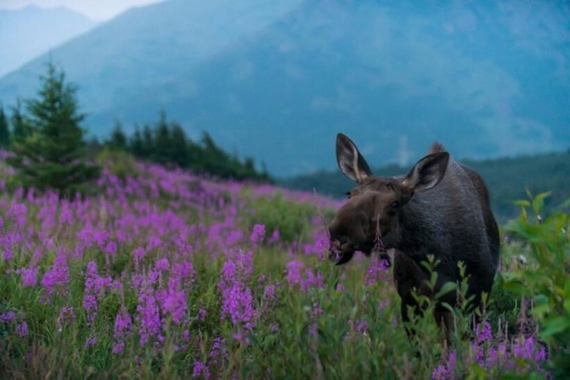 Anchorage: Sunset Photo Safari - Who Should Book?