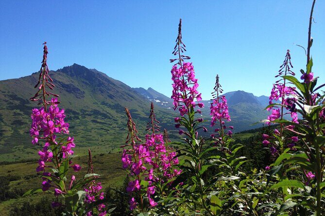 Anchorage to Seward Direct Transfer Tour - An In-Depth Look at the Transfer Experience