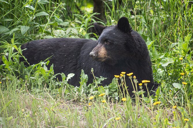 Anchorage to Seward- Pre-Cruise Curated Wildlife Tour +Transfer - The Sum Up