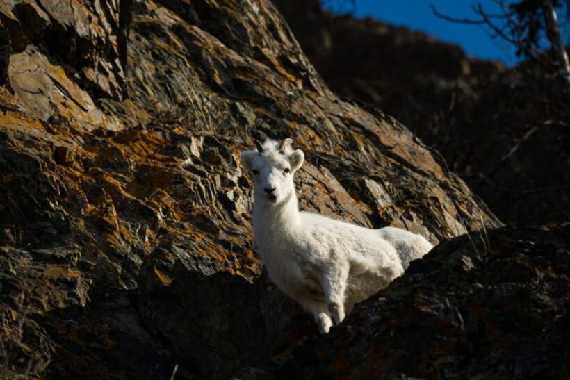 Anchorage: Turnagain Arm Highlights Photography Day Trip - The Photography Experience
