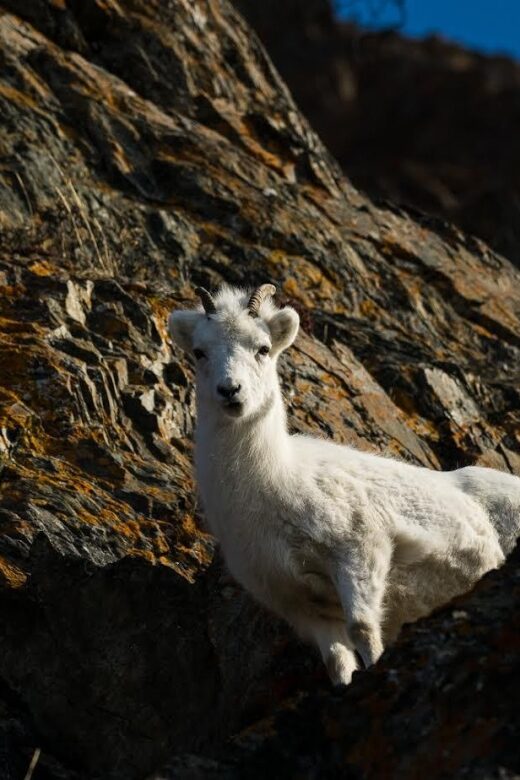 Anchorage: Turnagain Arm Highlights Photography Day Trip - FAQs
