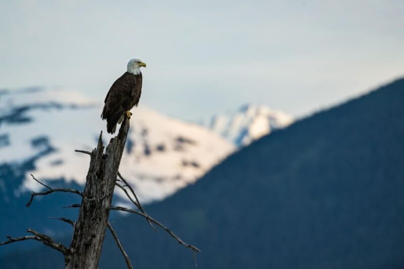 Anchorage: Turnagain Arm Highlights Photography Day Trip - Practical Tips for Participants