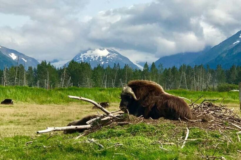 Anchorage: Wildlife, Glacier, and Wine Tasting Tour - Final Thoughts: Is It Worth It?
