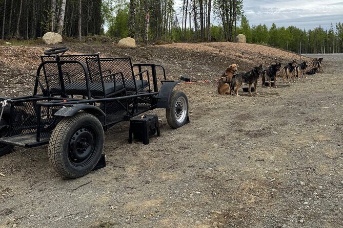 Anchorage's Authentic Dog Sledding Experience - What’s Included and What’s Not