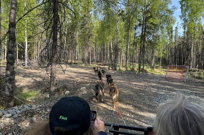 Anchorage's Authentic Dog Sledding Experience - The Sum Up