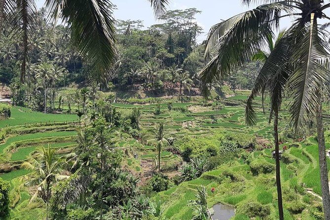 Ancient Temples Tours, Waterfall and Coffee Plantation - Tirta Empul Temple: Ritual Purification in Sacred Spring Water