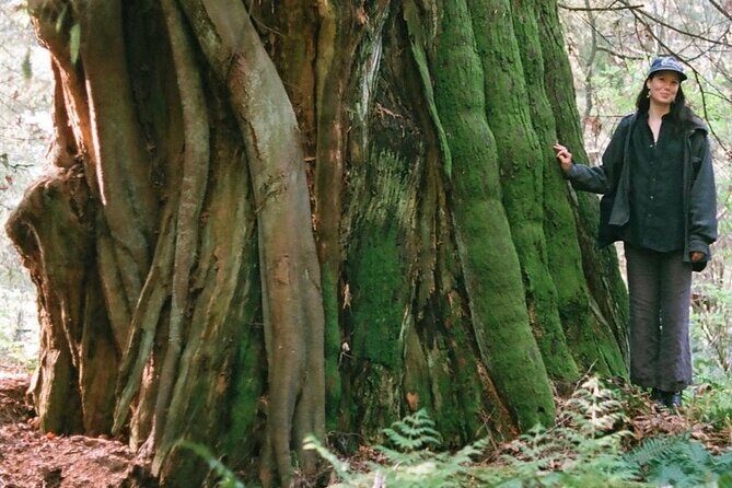 Ancient Trees of Vancouver Walking Tour - Whats the Cost and Is It Worth It?