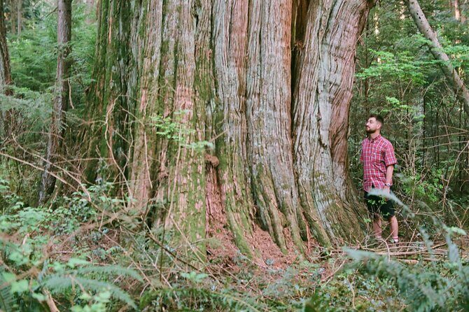 Ancient Trees of Vancouver Walking Tour - Who Should Consider This Tour?