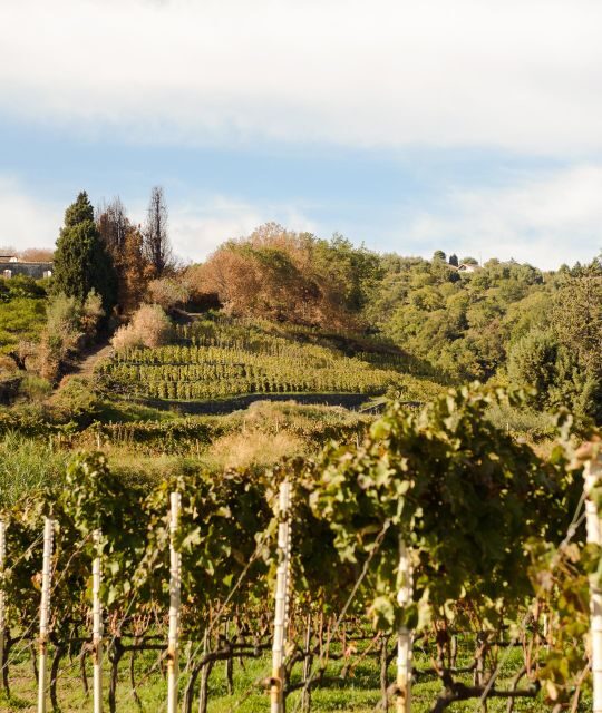 Ancient wine cellar on Mascali with Slow Food tasting - Who Should Consider This Tour?
