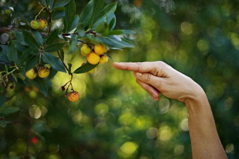 Ancona Riviera del Conero: Hiking Tour - Analyzing the Value