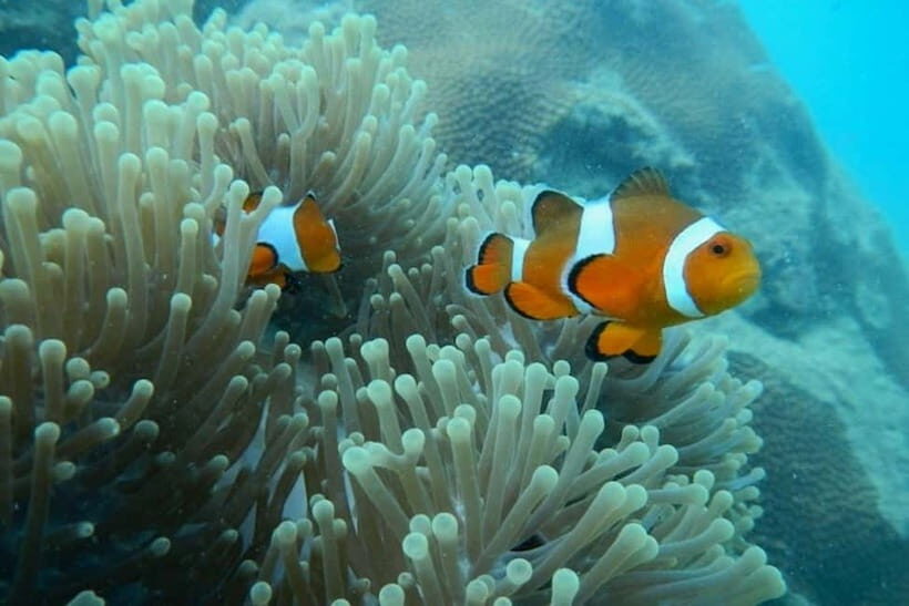 Andaman Islands: Scuba Diving Tour - Introduction: What Makes This Tour Stand Out?