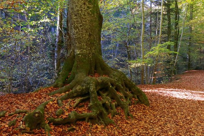 Andechs Monastery Beer Hike Food Experience Private Tour - Practical Information and Requirements
