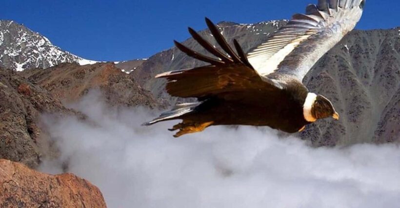 Andes Half-Day Private Tour with Wine and Cheese Tasting - An In-Depth Look at the Tour