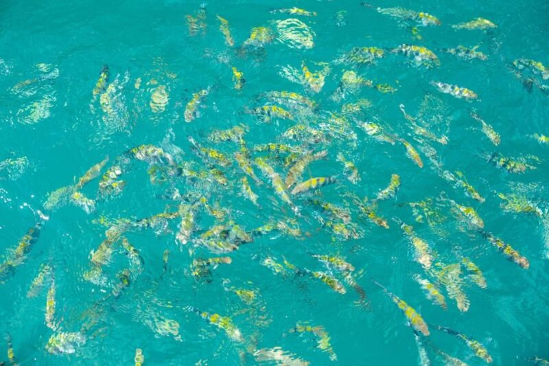 Ang Thong Full-Day Cruise with Sunset by The Red Baron Boat - The Journey Back and Practical Considerations