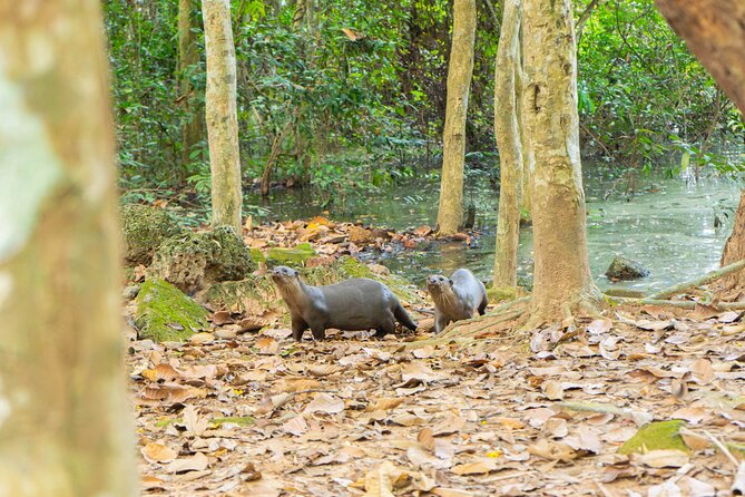Angkor Bike & Gondola Ride at Twilight - FAQ