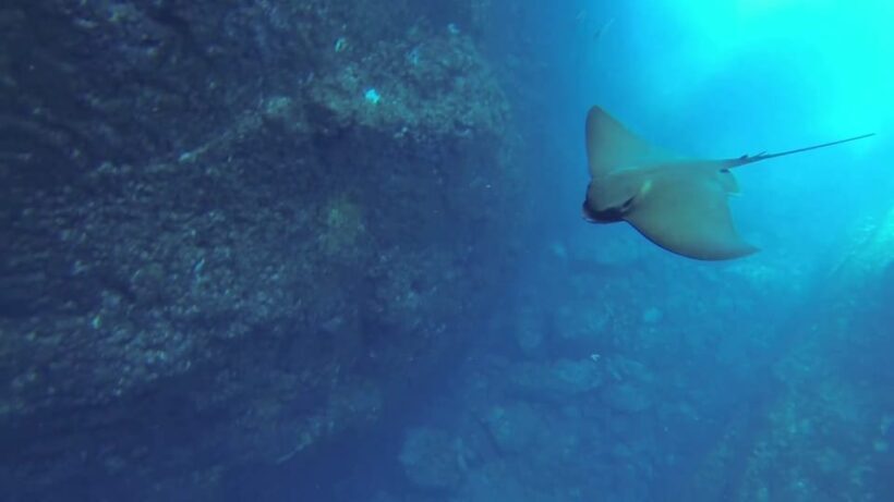 Angra do Heroísmo: Snorkeling Tour by boat - Key Points