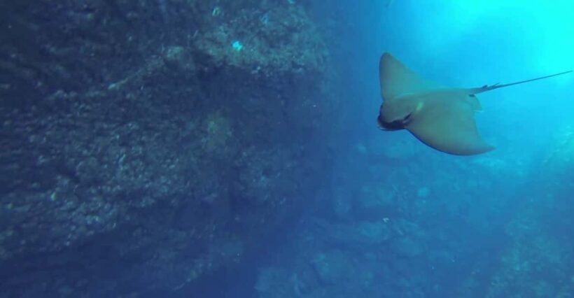 Angra do Heroísmo: Snorkeling Tour by boat - What to Expect from the Snorkeling Tour