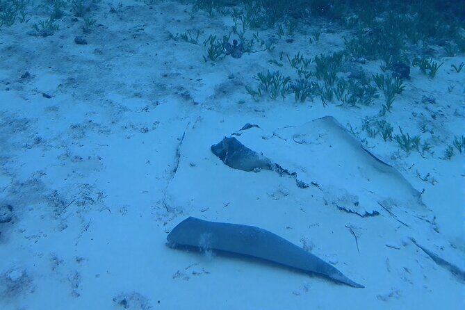 Anguilla Based: 1-Tank Group Night Dive (certification Required) - Setting the Scene: What Makes This Night Dive Special?