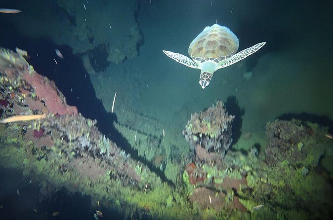 Anguilla Based: 1-Tank Group Night Dive (certification Required) - Authentic Experiences and Traveler Feedback