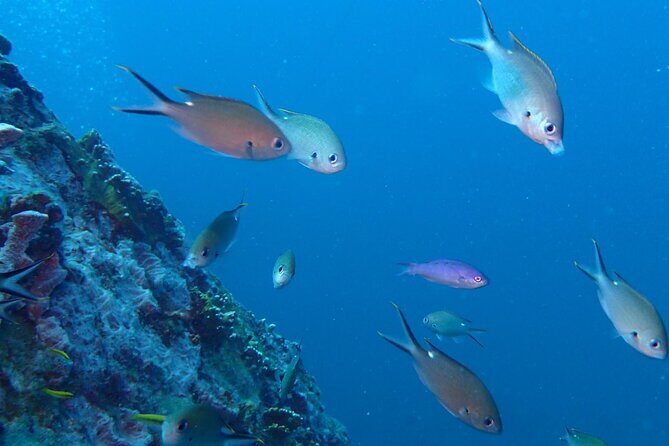 Anguilla Based: 2-Tank Group Dive Experience for Certified Divers - The Marine Environment and Dive Sites