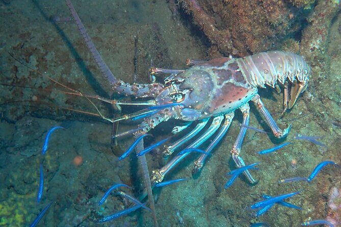 Anguilla Based: 2-Tank Group Dive Experience for Certified Divers - The Value for Money