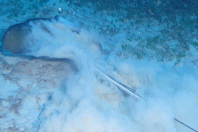 Anguilla Based: PADI Discover Scuba (Introductory Dive) - Getting a Feel for the Experience