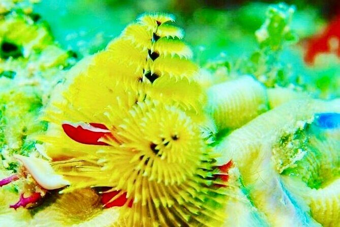 Anguilla Based: PADI Discover Scuba (Introductory Dive) - What Makes Little Bay Marine Park Special