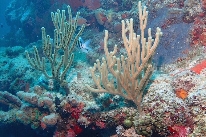 Anguilla Based: PADI Discover Scuba (Introductory Dive) - Final Thoughts: Who Is This Tour Perfect For?