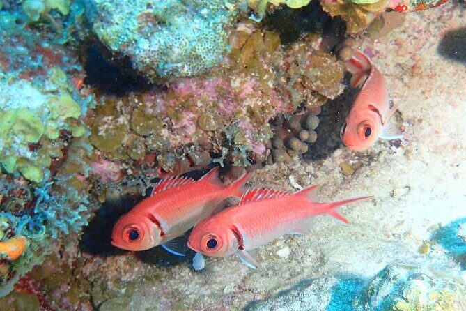 Anguilla Based:Complete your PADI Open Water Dives 3 & 4 with us - FAQs