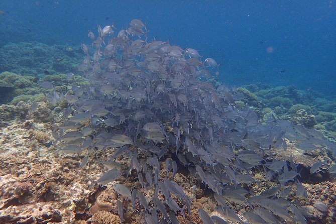 Anilao Snorkel Safari: Explore the Amazing Underwater World - How the Tour Works: A Detailed Breakdown