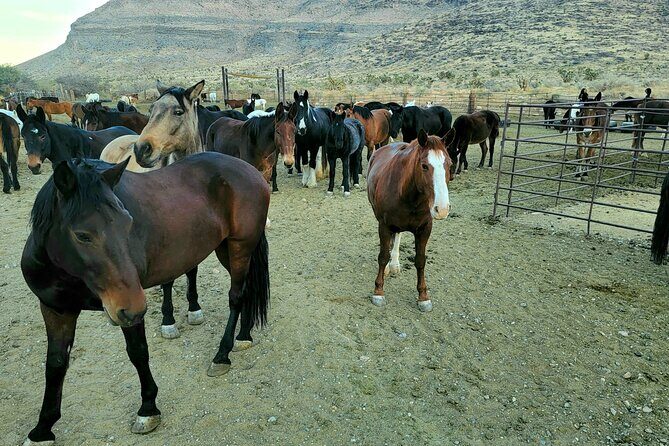 Animal Petting and Sunset Hike in Las Vegas - Who Should Consider This Tour?