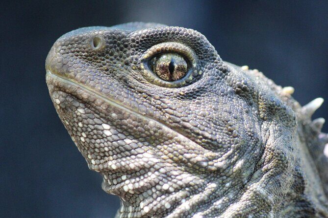Animals of Aotearoa Wellington Zoo Tour - Practical Details and Tips for Travelers