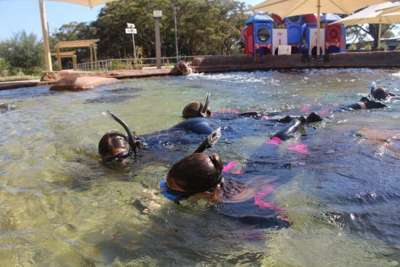 Anna Bay: Irukandji Entry + Coastal Currents Snorkel - Key Points