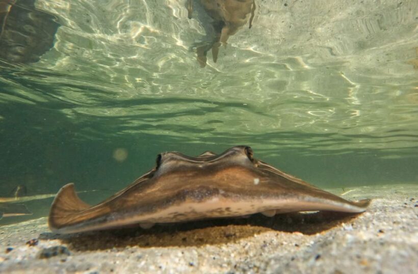 Anna Bay: Irukandji Entry + Coastal Currents Snorkel - Why This Experience Stands Out