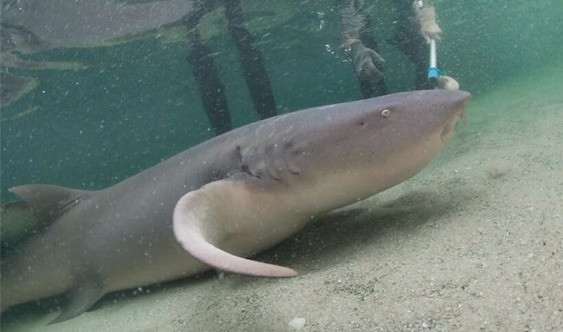 Anna Bay: Irukandji Entry Pass with Reef Shark Encounter - Key Points