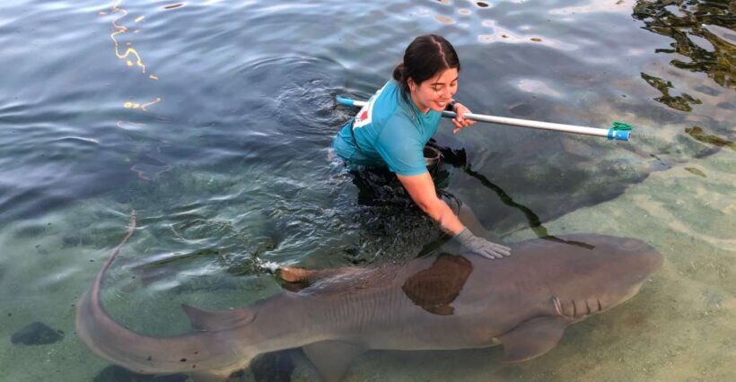 Anna Bay: Irukandji Entry Pass with Reef Shark Encounter - FAQ
